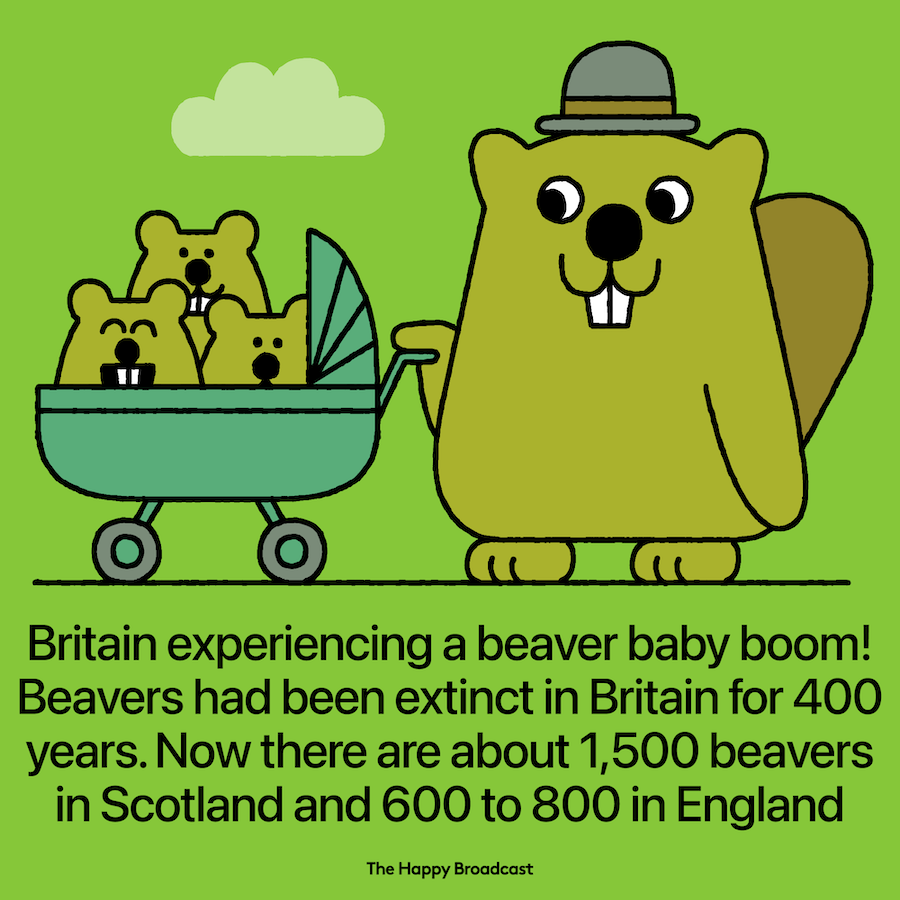 A beaver baby boom is under way across Britain - The Happy Broadcast