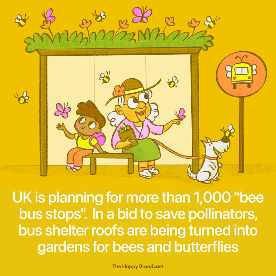 UK is planning to build 1000 bee bus stops - The Happy Broadcast