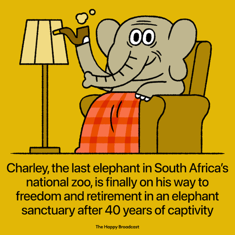 Last elephant at South African zoo freed after 40 years of captivity ...