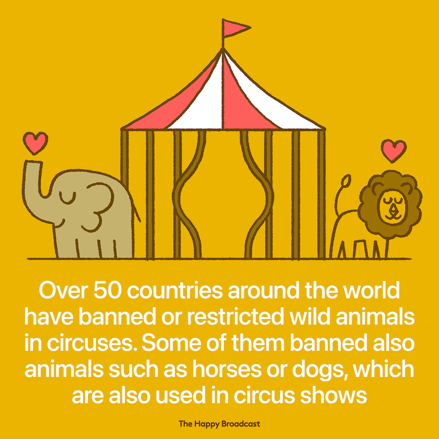 More countries have banned or restricted wild animals in circuses - The ...