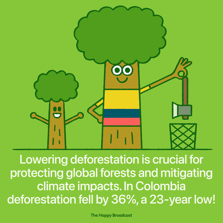 Deforestation in Colombia fell to a 23 year low - The Happy Broadcast