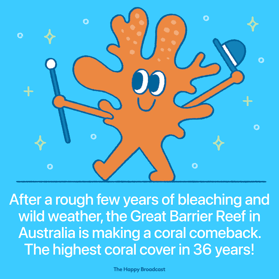 Great Barrier Reef is making a coral comeback - The Happy Broadcast