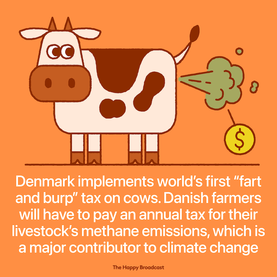 Denmark introduces the first burp tax on cows - The Happy Broadcast
