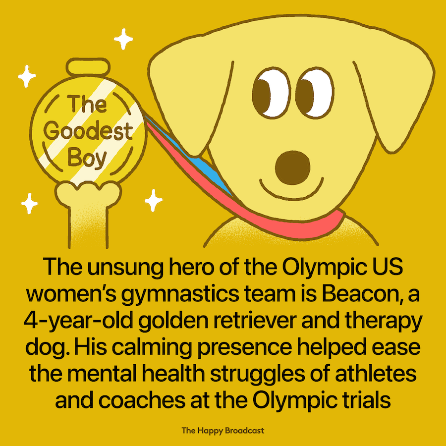 Beacon is the therapy dog of the USA gymnastics team - The Happy Broadcast