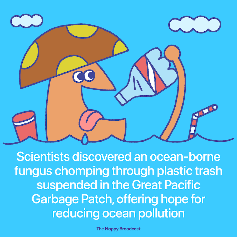 An ocean borne fungus is eating plastic - The Happy Broadcast