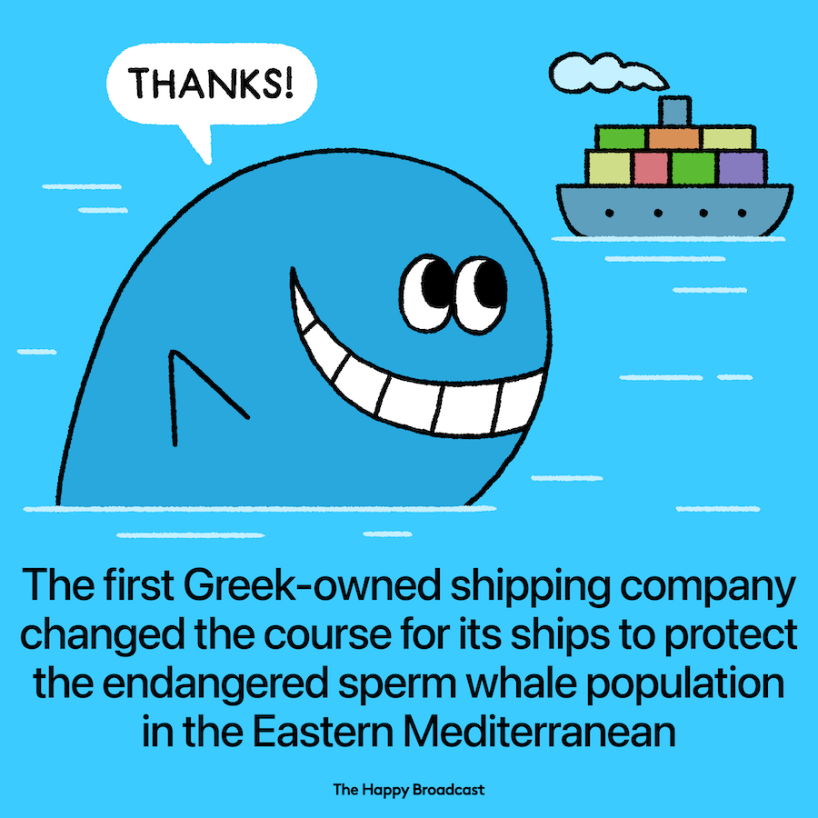 Greek Shipping Company Reroutes Its Ships To Protect Endangered Whales ...