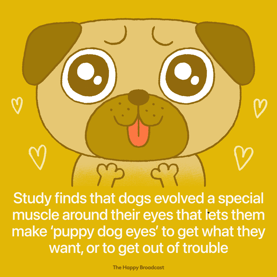 Human selection has resulted in dogs evolving more - The Happy Broadcast