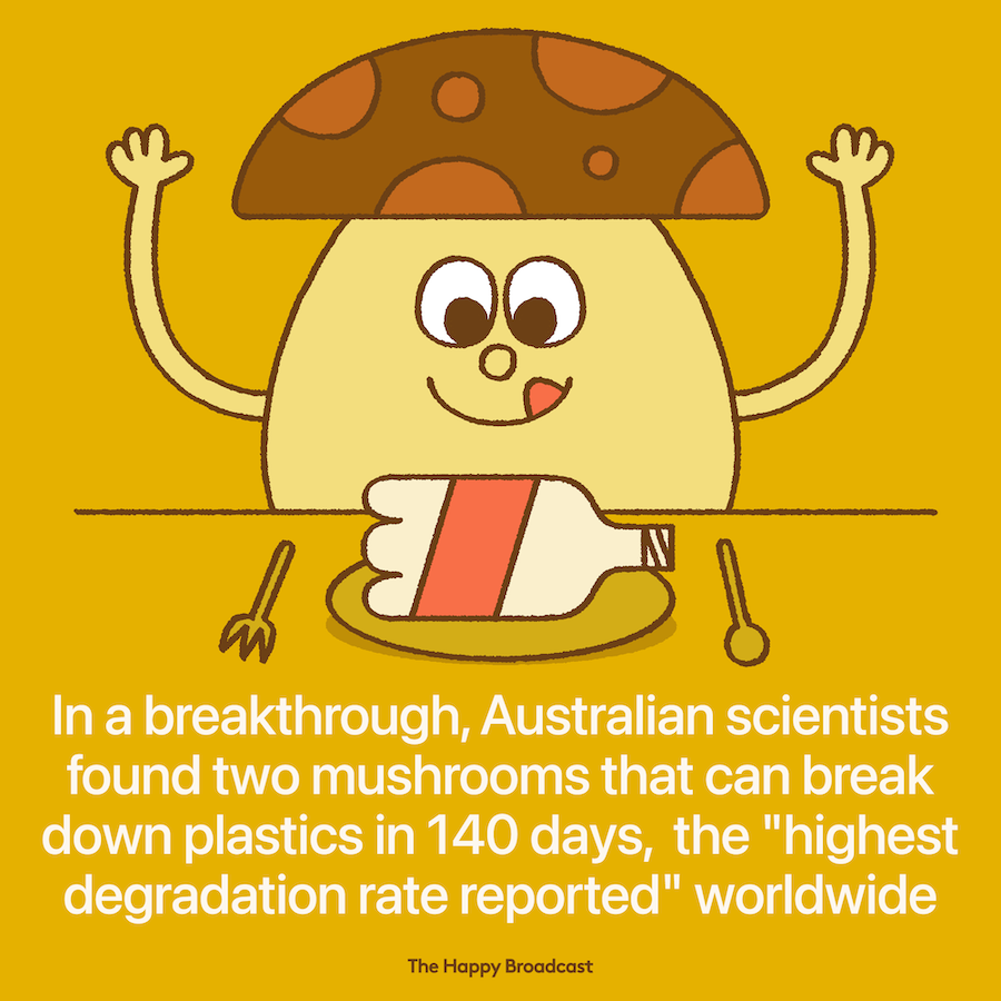 Scientists in Australia discover mushrooms that can break down plastic ...