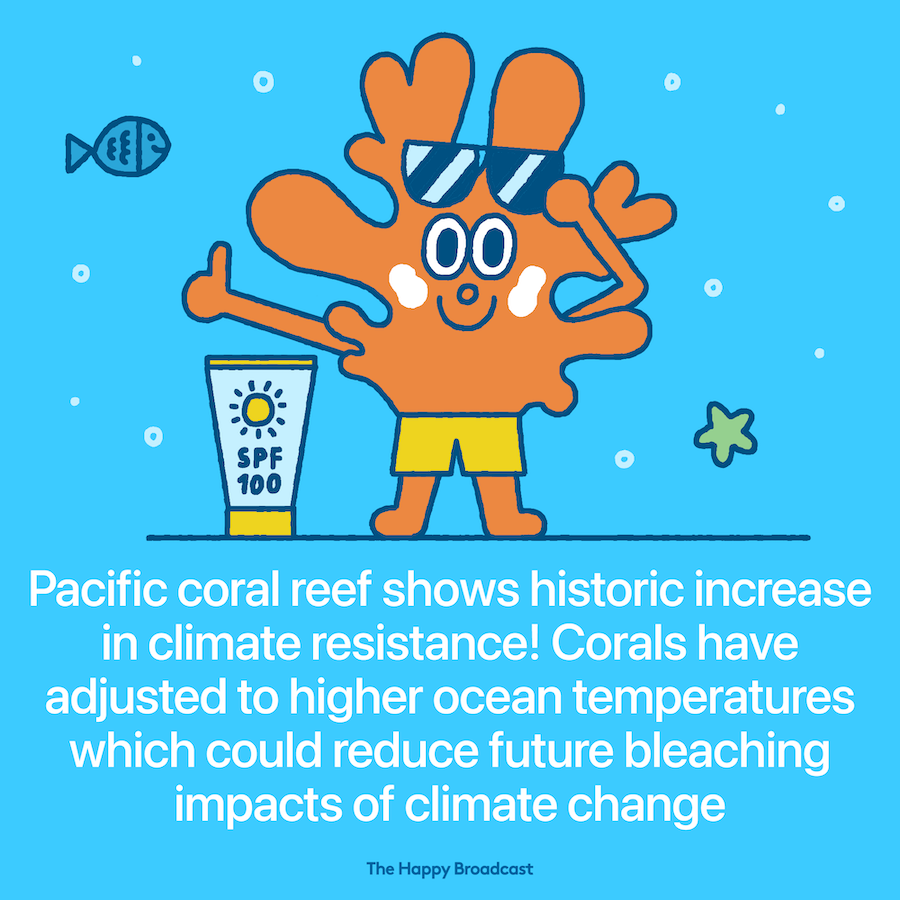 Coral reef shows historic increase in climate resistance - The Happy ...