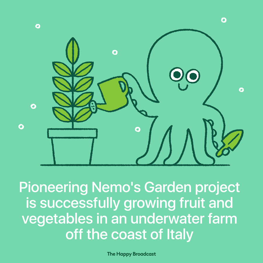 The project called nemos garden is an - The Happy Broadcast