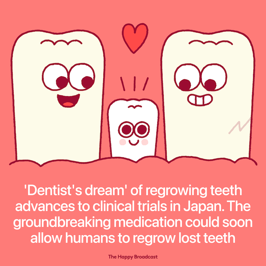 Japan is Developing a Tooth Growing Drug - The Happy Broadcast