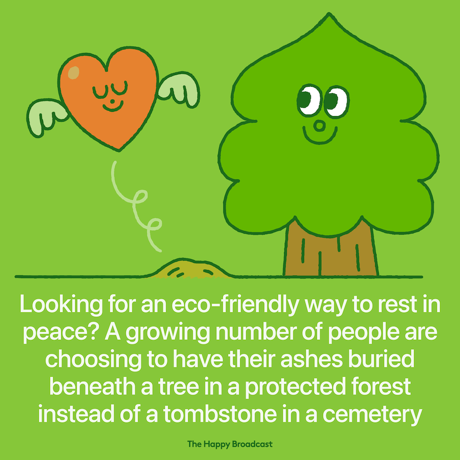 People are choosing to be buried under a tree instead of a cemeterey ...