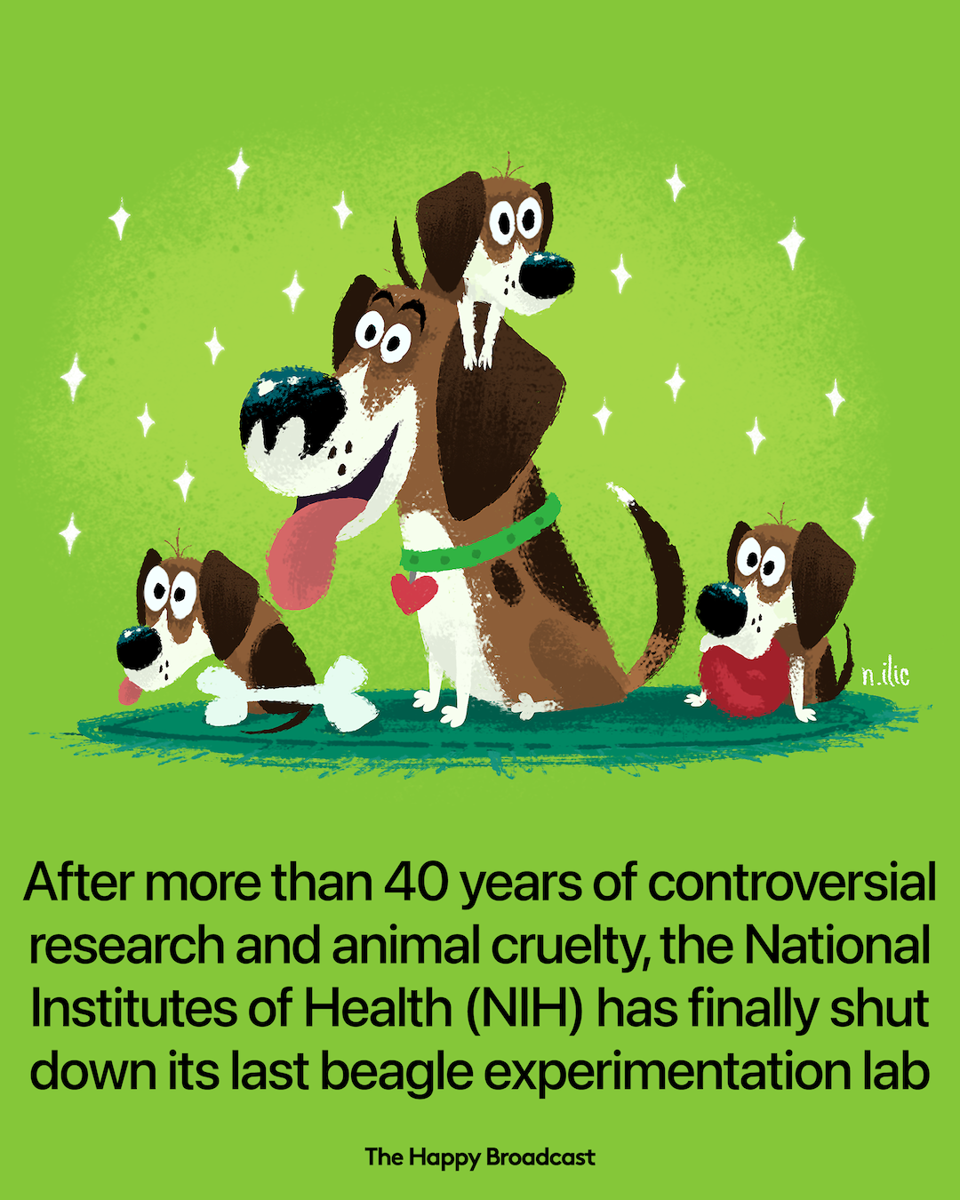 NIH Shuts Down Final Beagle Lab Ending Animal Testing - The Happy Broadcast